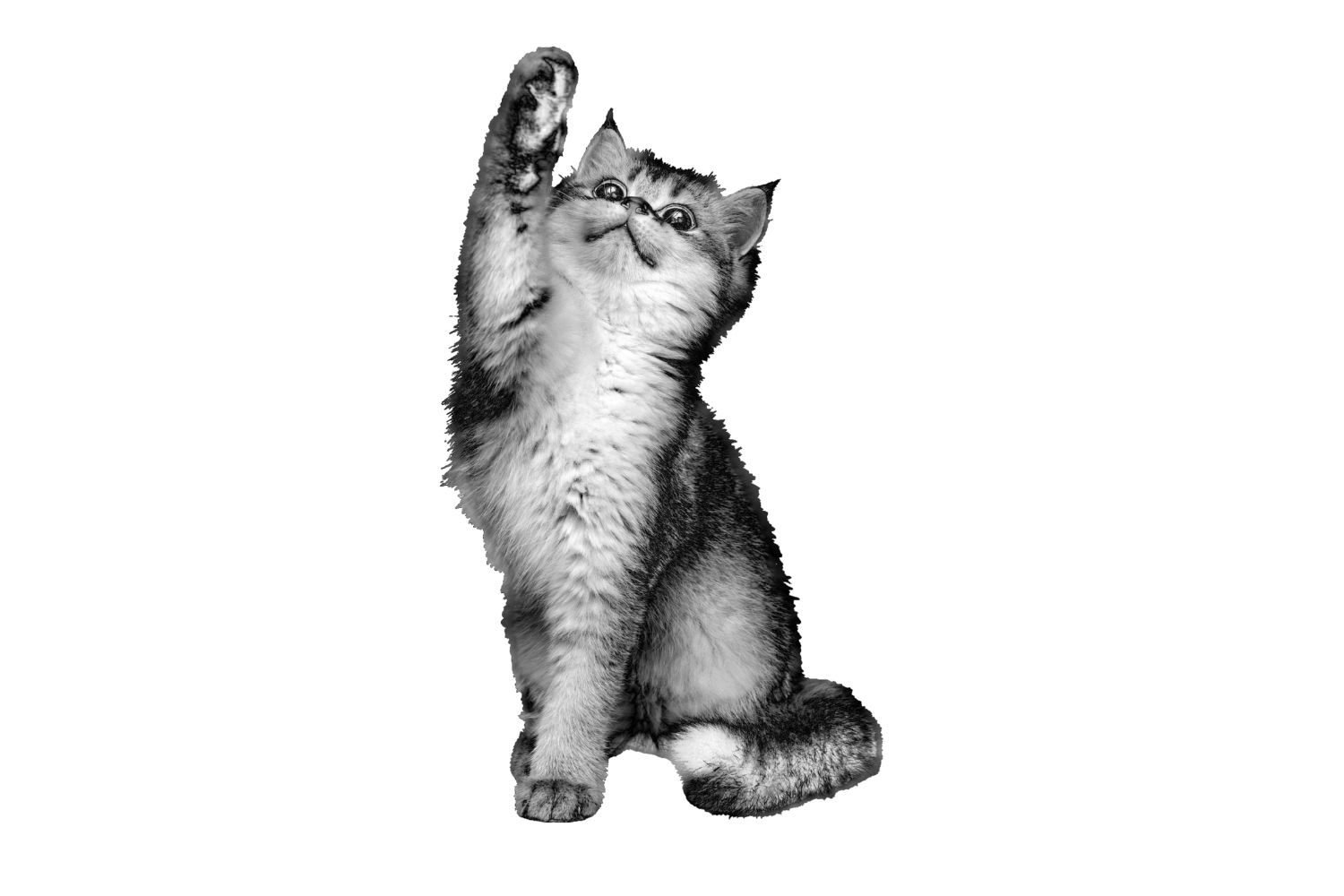 Cat SVG Free Download 